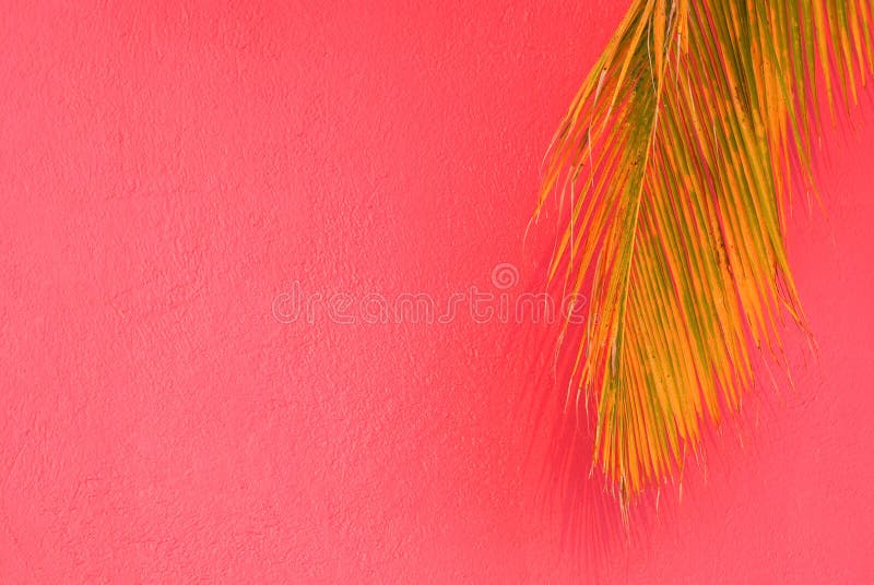 Palmier Sur Le Fond Tropical Rose Image stock - Image du rose, mexique ...