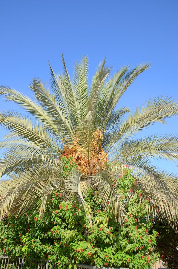 Palmier Tunisie De Datte De L'Afrique Image stock - Image du arbre ...
