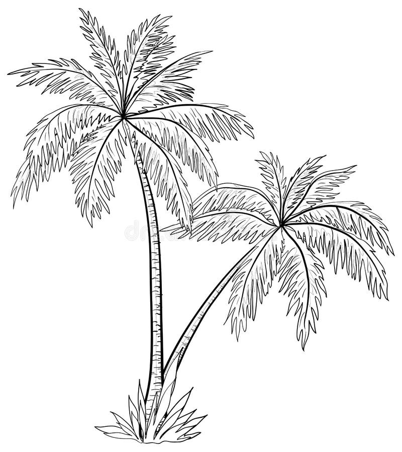 Silhouettes De Palmiers Et D'herbe Illustration de Vecteur ...