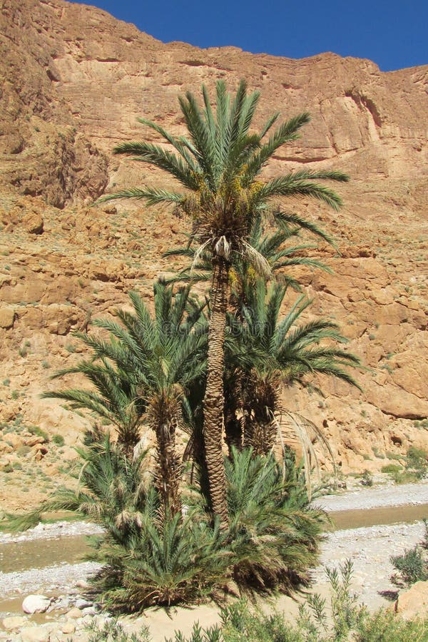 Palmiers De Date Dans L'oasis De L'Afrique Photo stock - Image du beau ...
