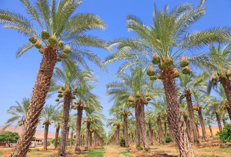 Plantation De Palmier Dattier Image stock - Image du plantation, parfum ...