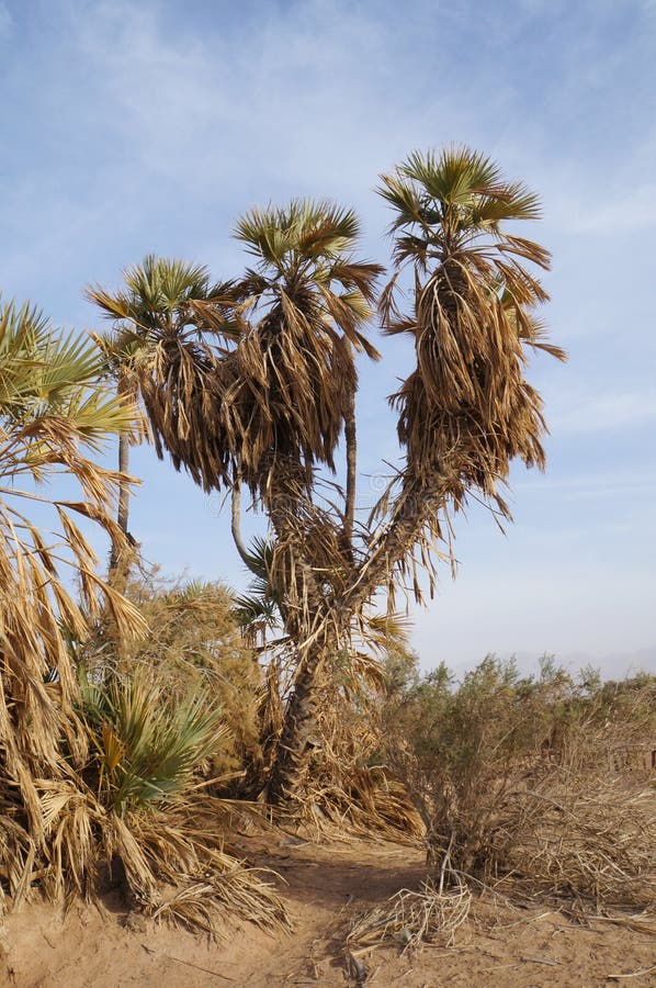 Fruit simple de Doum photo stock. Image du simple, fruit - 18135648