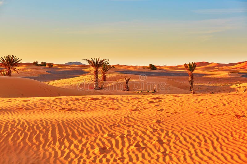 Palmiers Et Dunes De Sable Dans Sahara Desert, Maroc Image stock ...