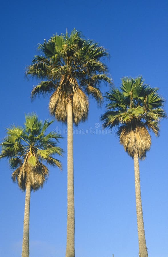 Palmiers Los Angeles Photos Stock - Téléchargez 505 Photos libres de droits
