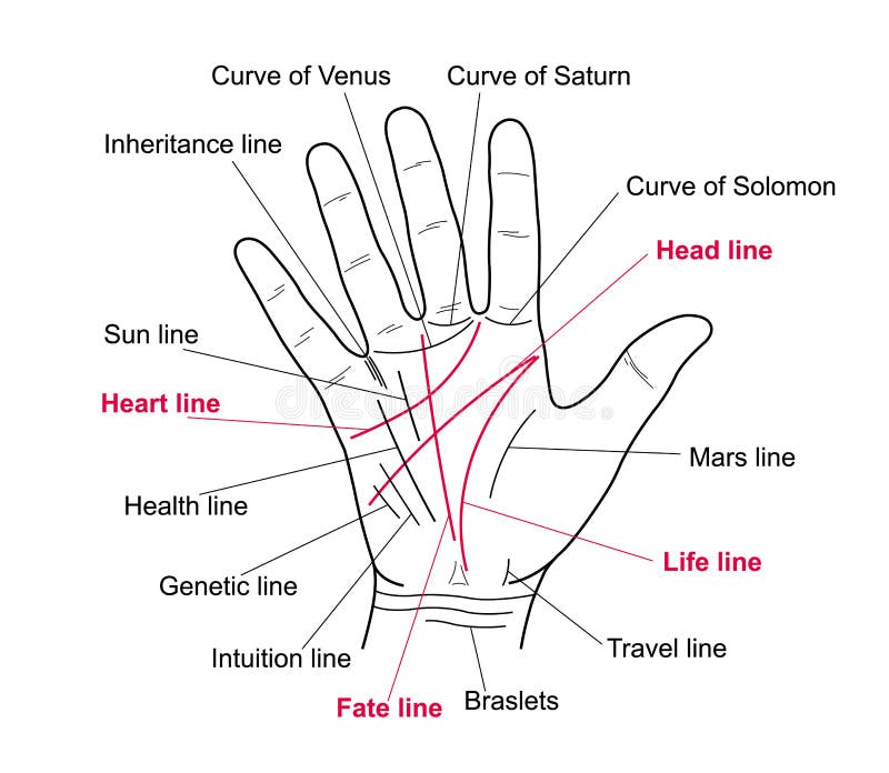 Palmistry Linee Di Valore Sulla Mano Umana Illustrazione Vettoriale ...