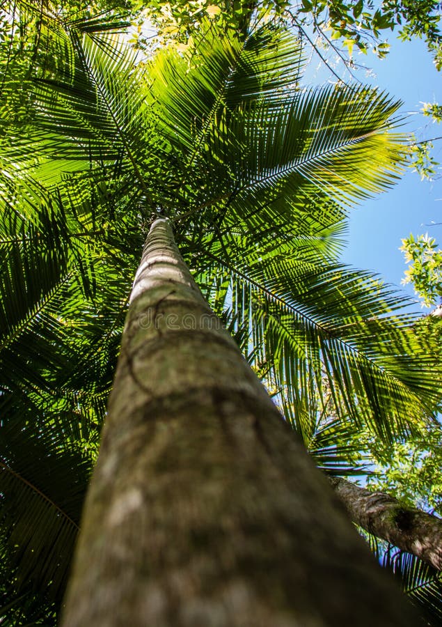 Palmiteiro Stock Photos - Free & Royalty-Free Stock Photos from Dreamstime