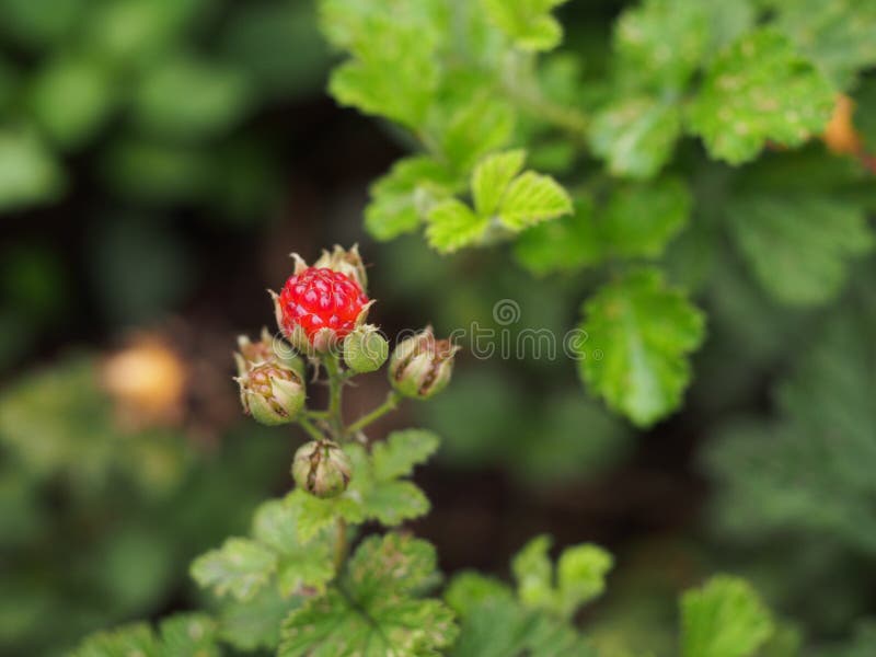 Palmleaf Raspberry Fruit stock image. Image of plant - 31100297