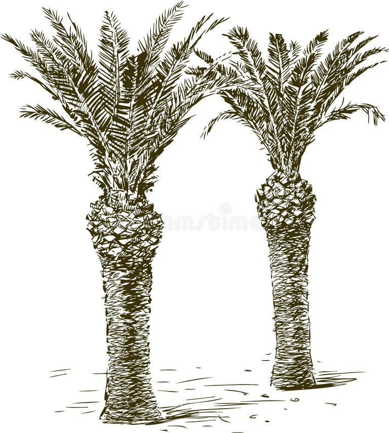 Natural Date Palms Stock Illustrations – 157 Natural Date Palms Stock ...
