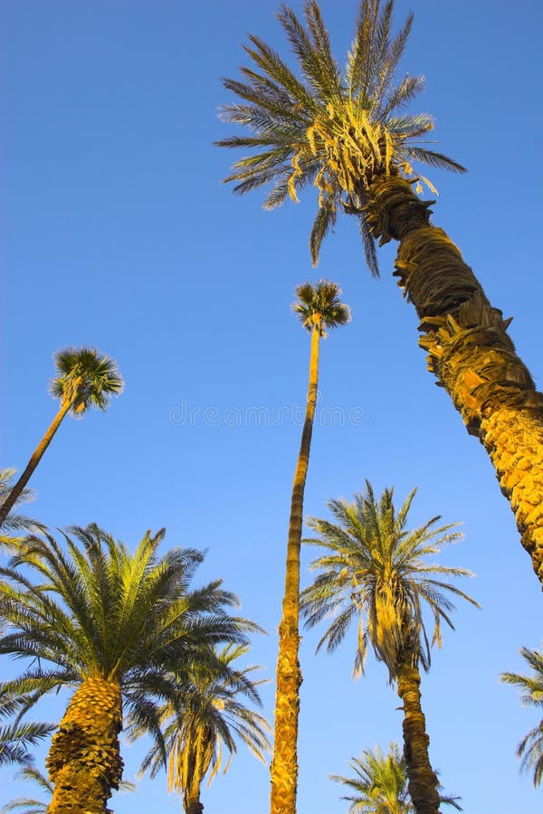 Palm Trees at Thousand Palms Oasis Preserve Stock Image - Image of ...
