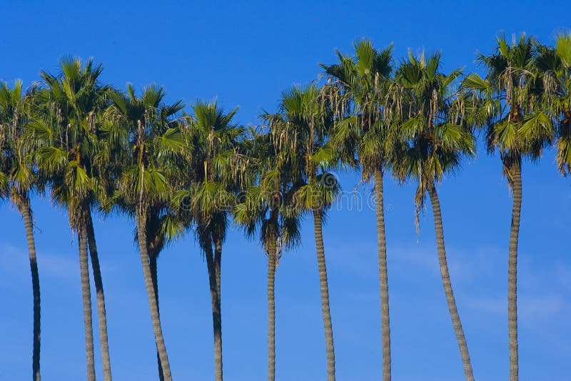 Palms stock image. Image of tropic, nature, holidays, line - 5688341