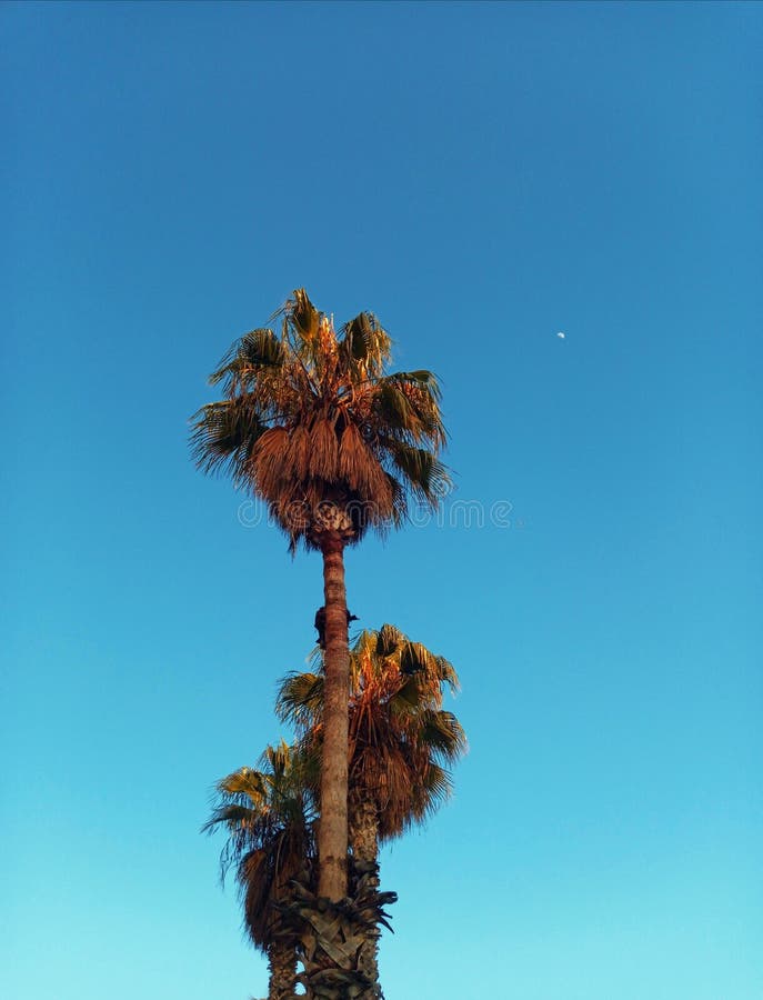 Palms again blue sky stock photo. Image of moments, botanic - 171352178
