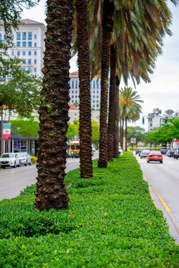 Palms Along the Streets of Coral Gables Miami Florida Stock Photo ...