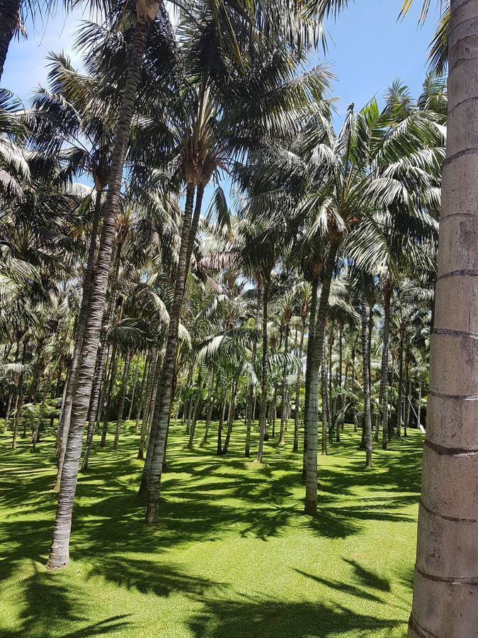 Palms stock photo. Image of nature, forest, travel, beautiful - 93342436