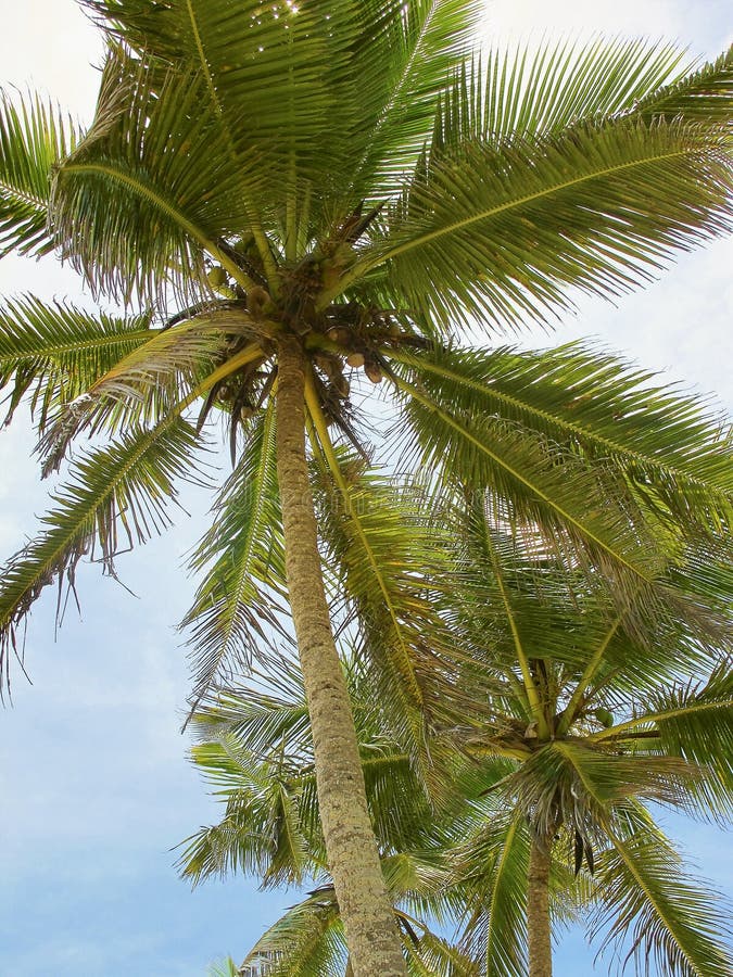 Palms stock image. Image of island, green, heat, palm - 41658103