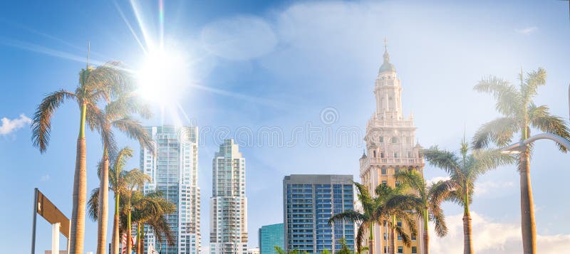 Palms and Buildings of Downtown Miami Stock Image - Image of blue ...