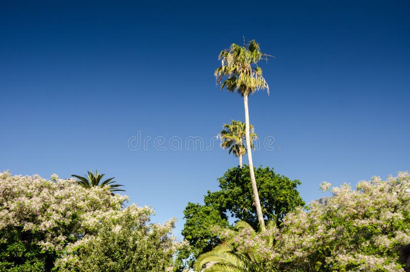 Palms of the Cape stock image. Image of flora, nature - 87614293