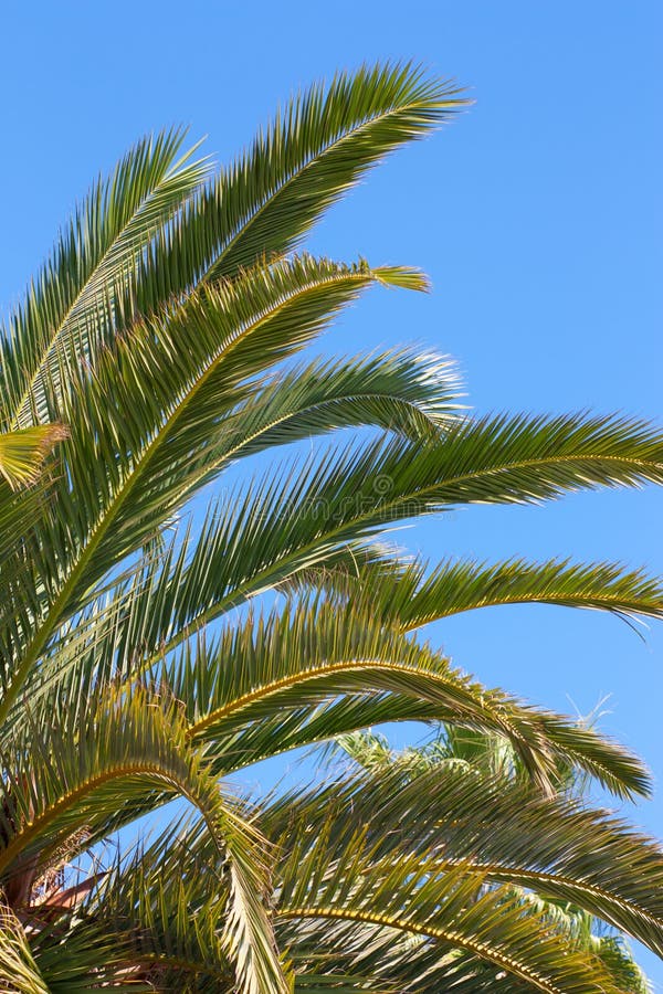 Palms - Close-up view stock photo. Image of heat, mediterranean - 21348316