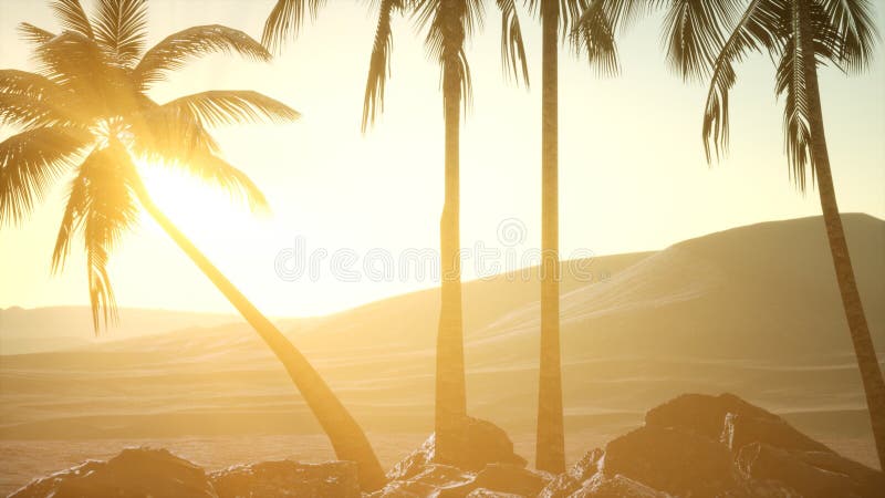 Palms in desert at sunset stock illustration. Illustration of sand ...