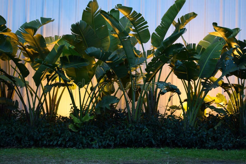 Palms and Design, Exotic Trees with Yellow Backlighting in the Evening ...