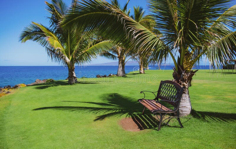 Palms Exotic Pattern. Palms Island Paradise Wallpaper. Summer Tropical ...