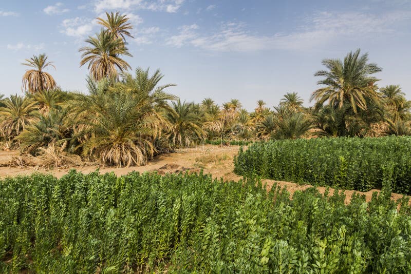 Palms and Fields Near Abri, Sud Stock Image - Image of agriculture ...