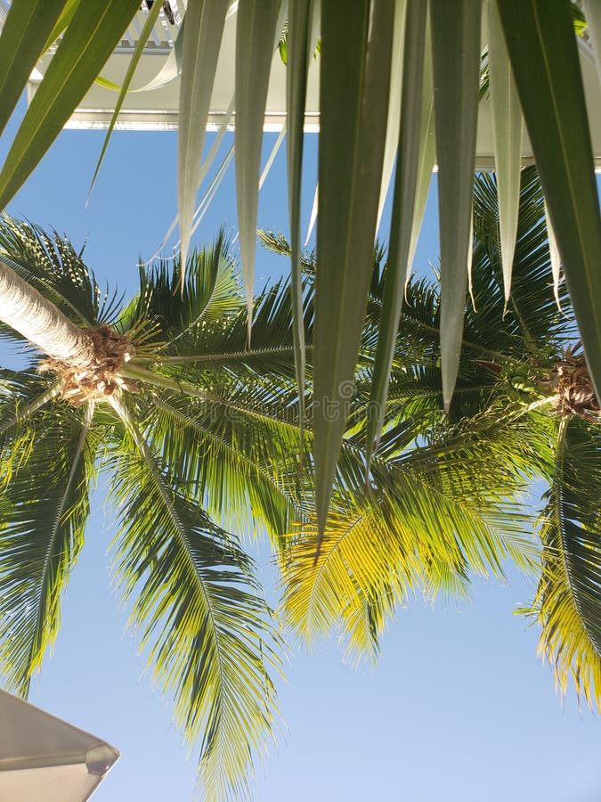 Palms in Fl stock image. Image of sunny, palms, trees - 138237985