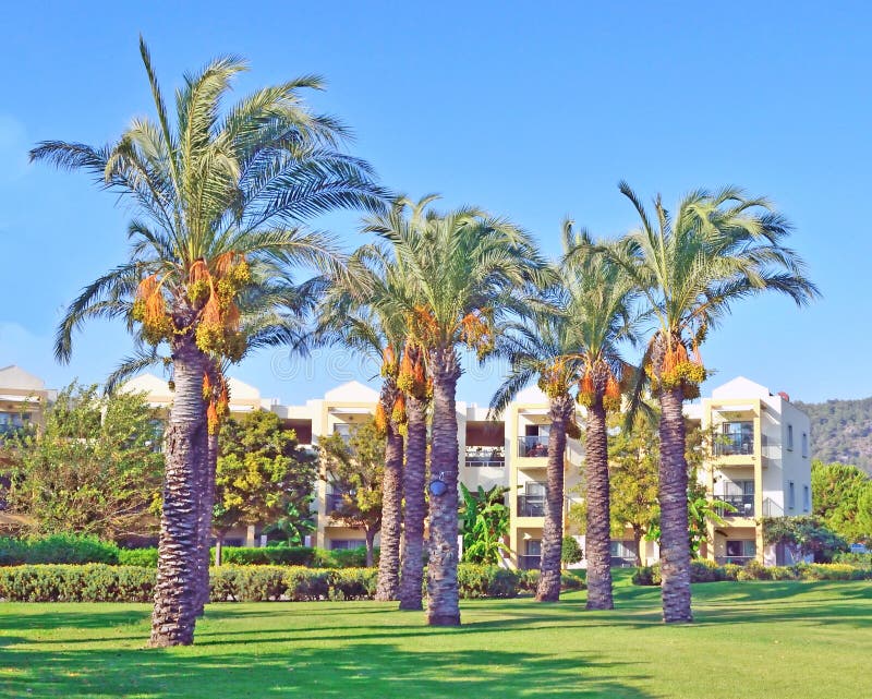 Palm Trees in the Landscape Design of Public Space Stock Image - Image ...