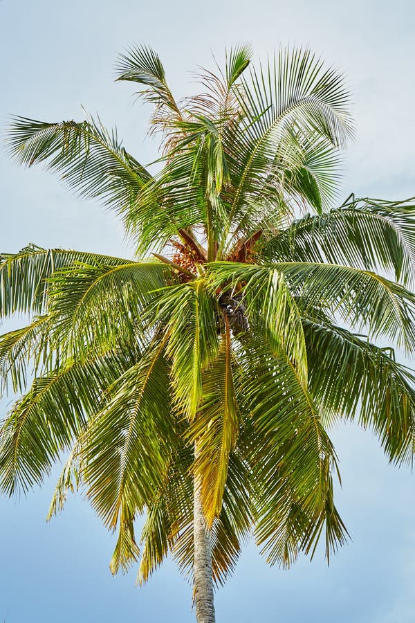 Palms And Mangrove Trees On Maldives Stock Image - Image of africa ...