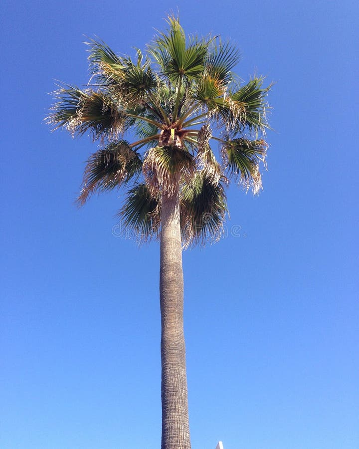 Palms in Marbs stock image. Image of palms, marbs, trees - 78437891
