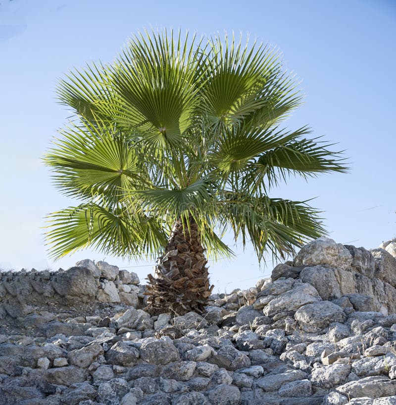 Palms at Megiddo stock image. Image of wall, armageddon - 291288155