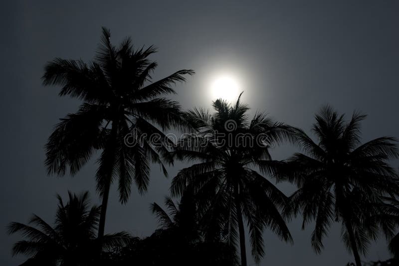 Two palm trees at midnight stock photo. Image of palm, beach - 412006