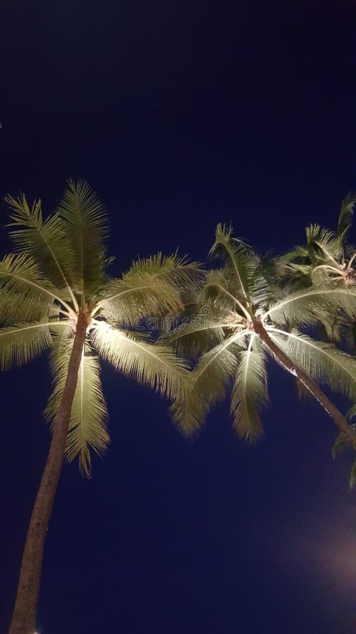 Palms at night stock photo. Image of waikiki, night, hawaii - 93462276