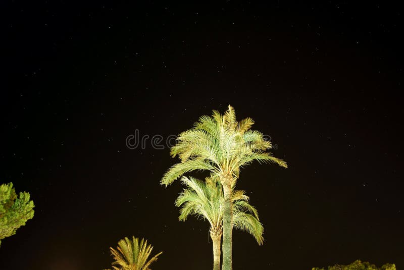 Palms by night stock image. Image of tree, vacation - 110014993