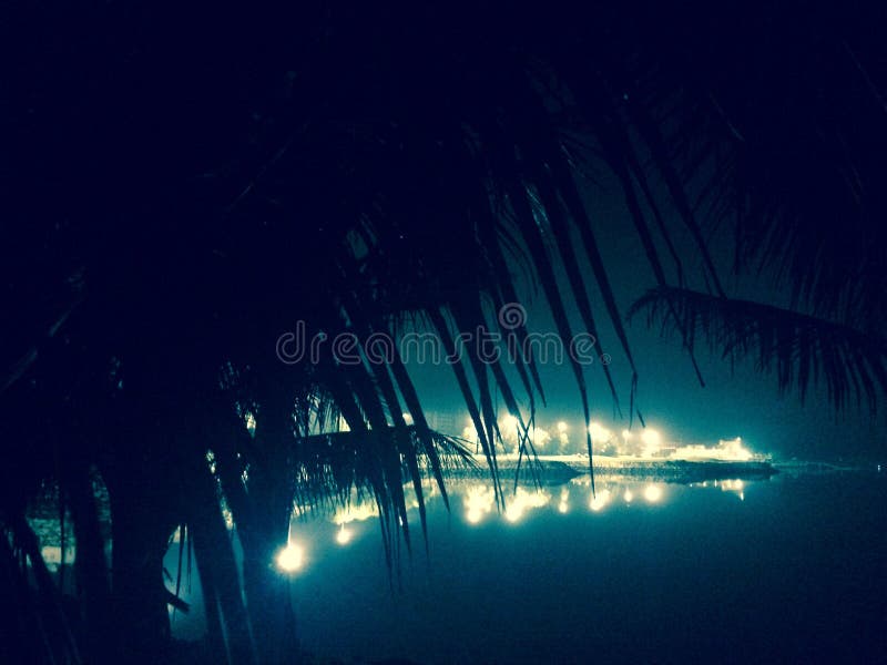 Palms in night time stock image. Image of night, evening - 86735957