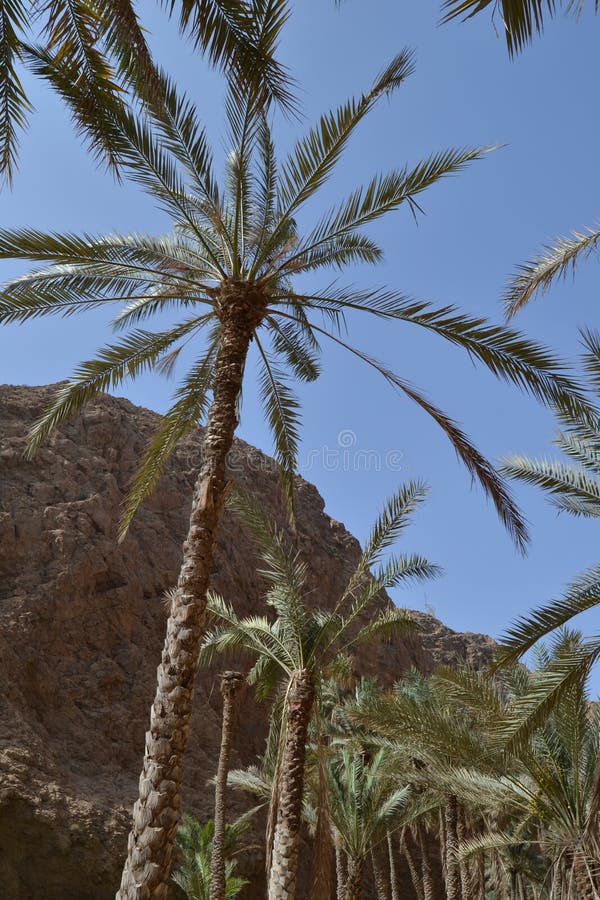 Palms in Oman stock image. Image of tree, oman, oasis - 98998999