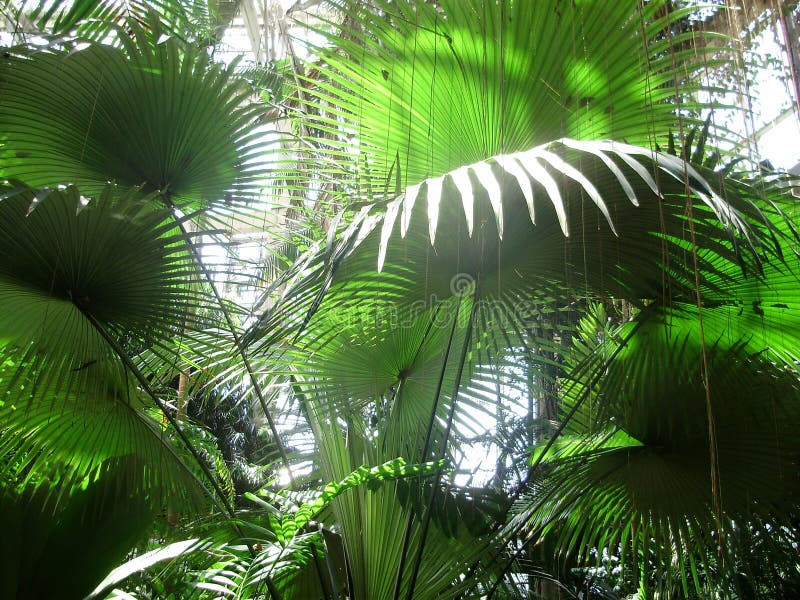 Palms editorial stock image. Image of green, leaves, botanical - 90189829