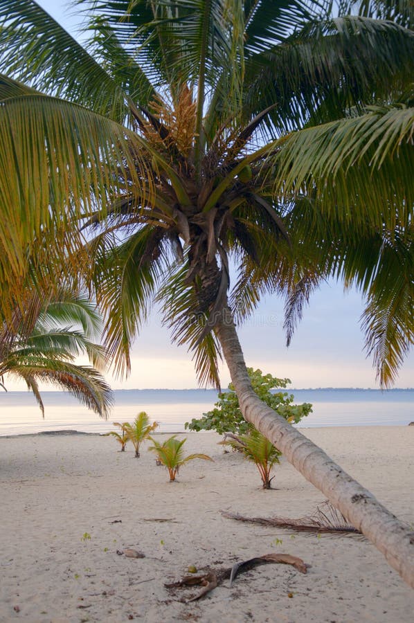 Palms stock photo. Image of travelling, island, coast - 230941466