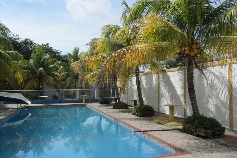Palms by the Pool stock image. Image of still, wall, palm - 78177209