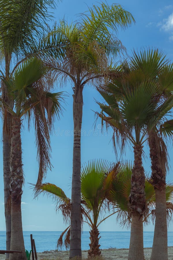 Palms with the sea diet stock photo. Image of flower - 346389826