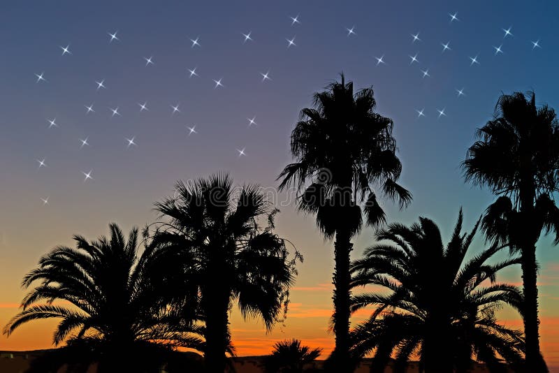 Palms and stars stock photo. Image of coconut, scenery - 34511802