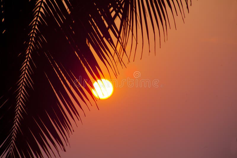 Palms and Sun, Tropical Sunset Taken in Goa Stock Image - Image of ...