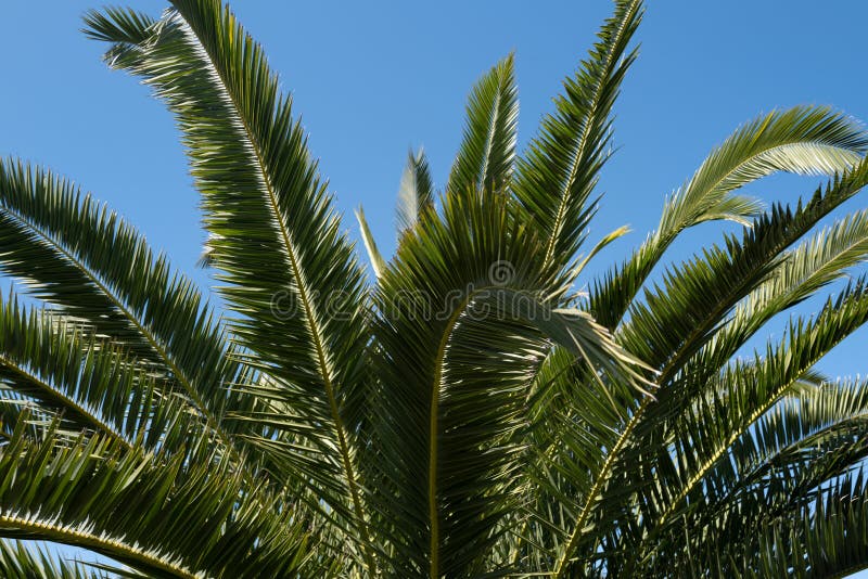 Palms Texture. Palm Trees on Blue Sky, Palm at Tropical Coast, Coconut ...