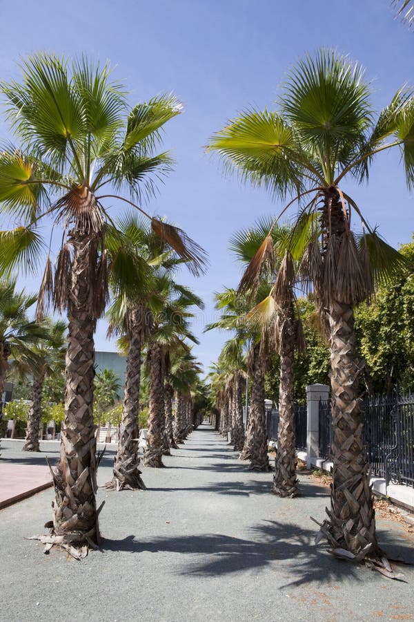 Palms tree esplanade stock image. Image of city, spain - 59623479