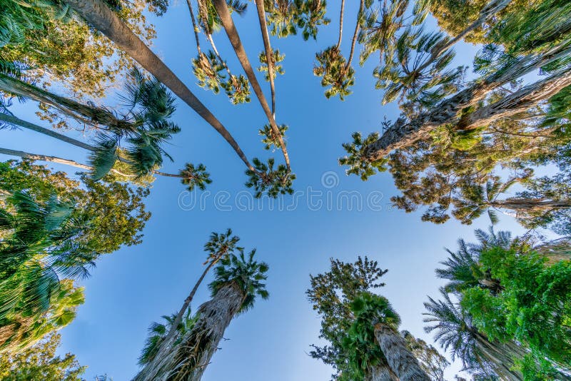 Palms and Trees Looking Up at Blue Sky Stock Photo - Image of vacation ...