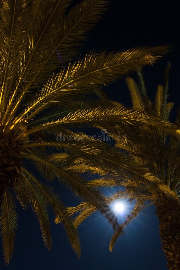 Palms trees on night time stock image. Image of tranquil - 68577863