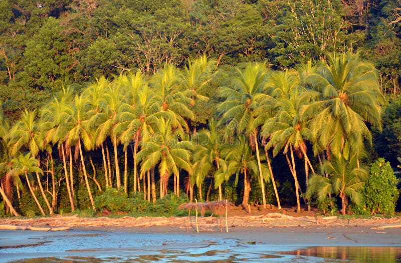 Costa Rica beach stock image. Image of plants, close - 84315883