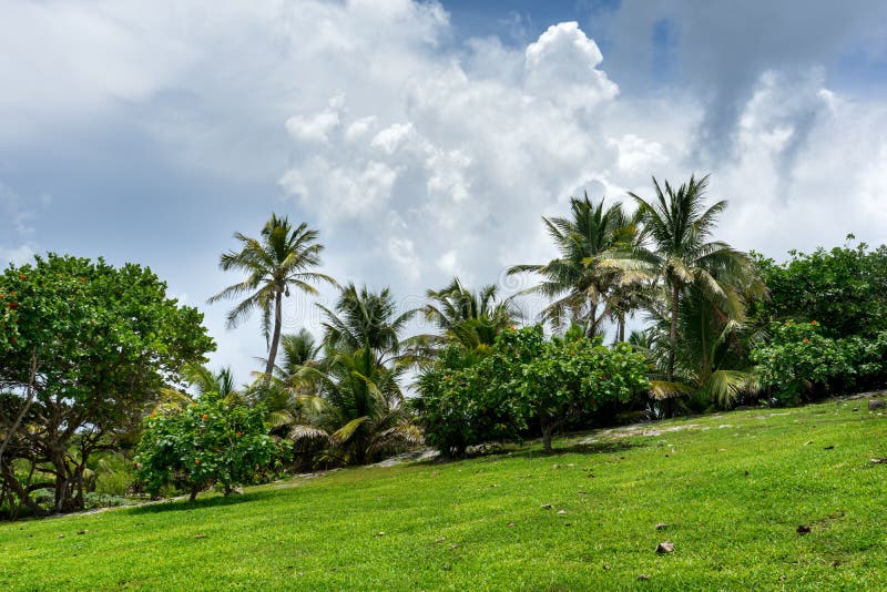 Palms and trees at Tulum stock image. Image of caribbean - 171067583