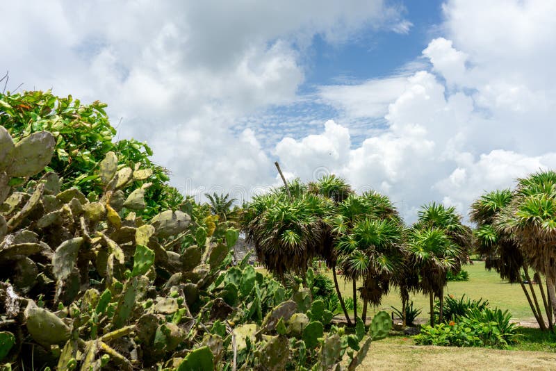 Palms and trees at Tulum stock image. Image of cloud - 171067871