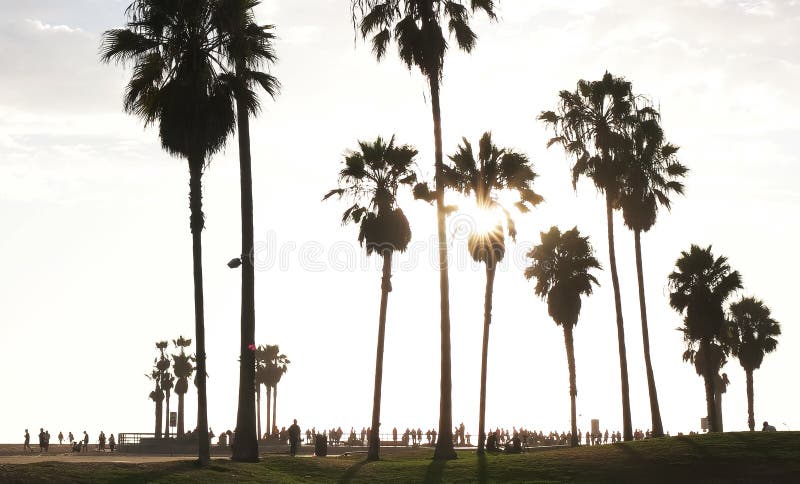 Palms at Venice Beach Backlit by a Late Afternoon Sun Stock Image ...