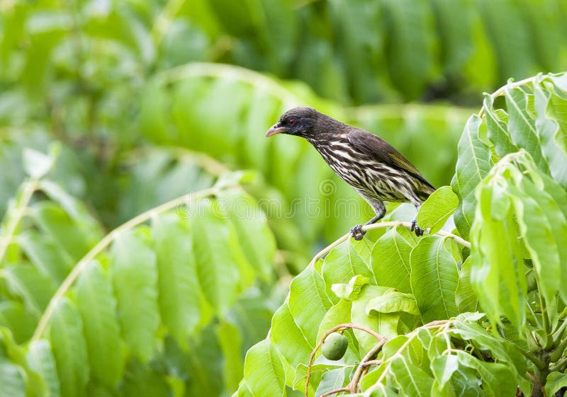Palmchat Stock Photos - Free & Royalty-Free Stock Photos from Dreamstime